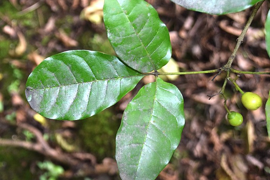 Native tree species profile: Puriri (Vitex lucens)